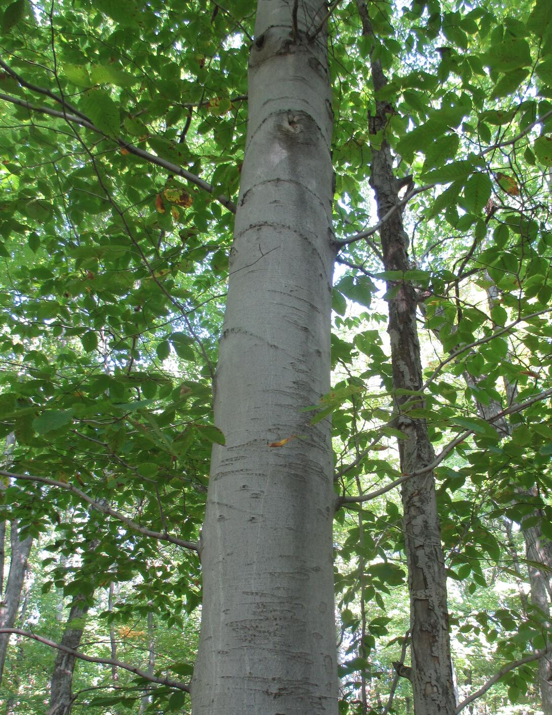 American Beech | CMP Tree Selection Tool American Beech | CMP Tree Selection Tool